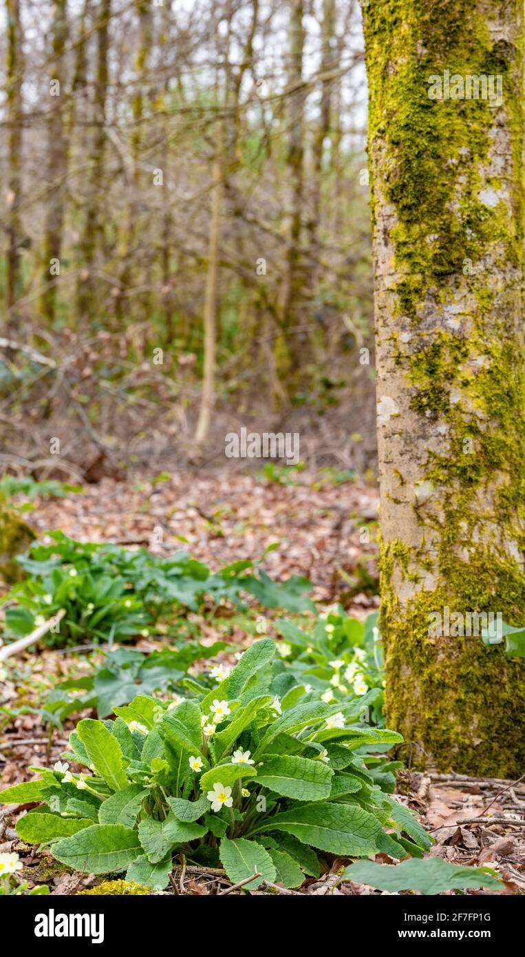 Carpet of common primrose in Welsh woodland Stock Photo - Alamy