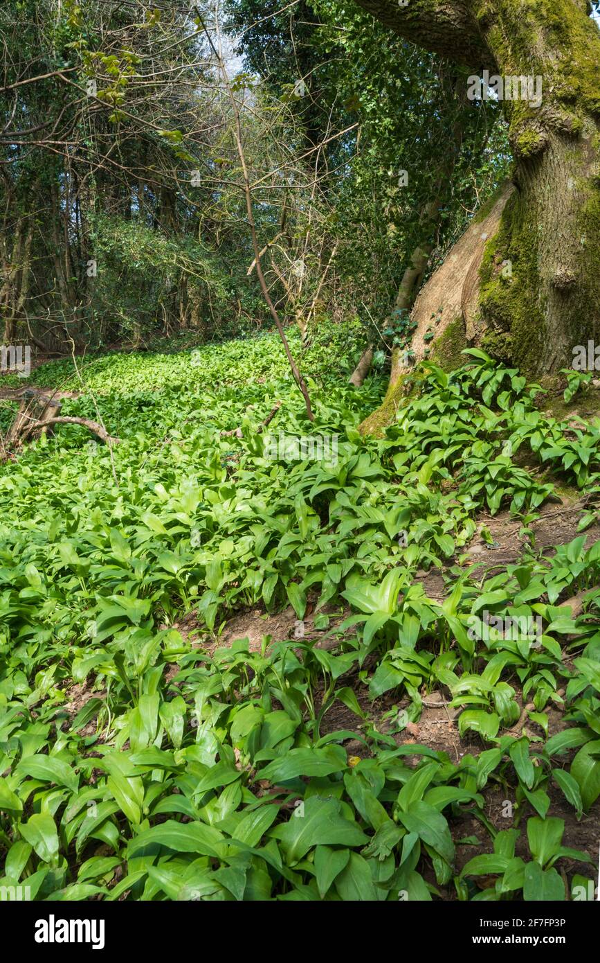 Spring woodland vegetation hi-res stock photography and images - Alamy