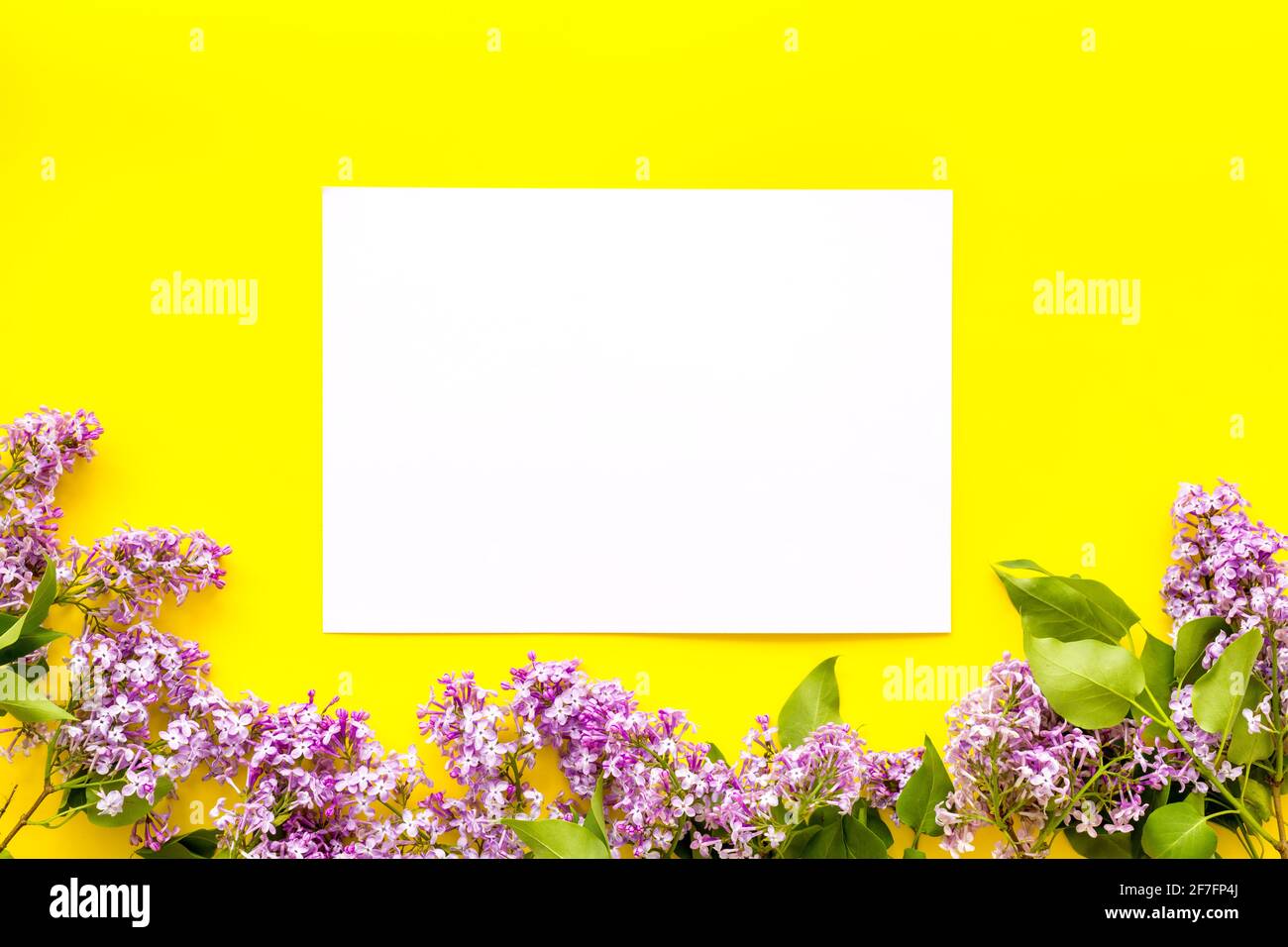 Spring flowers mock up. Purple flowers with green leaves. Space for ...