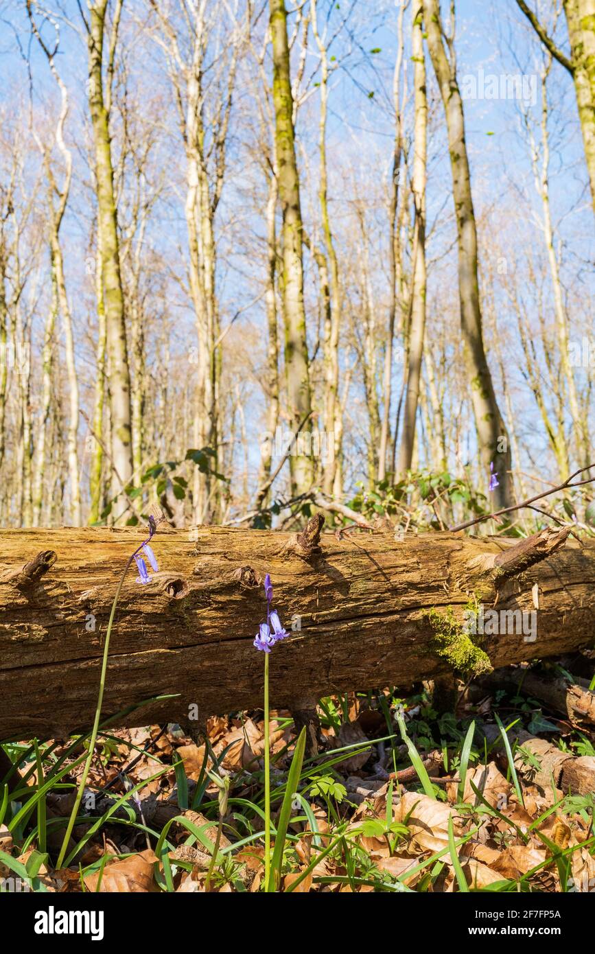 Welsh border life hi-res stock photography and images - Alamy