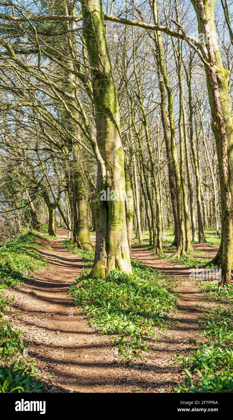 Split paths decision hi-res stock photography and images - Alamy