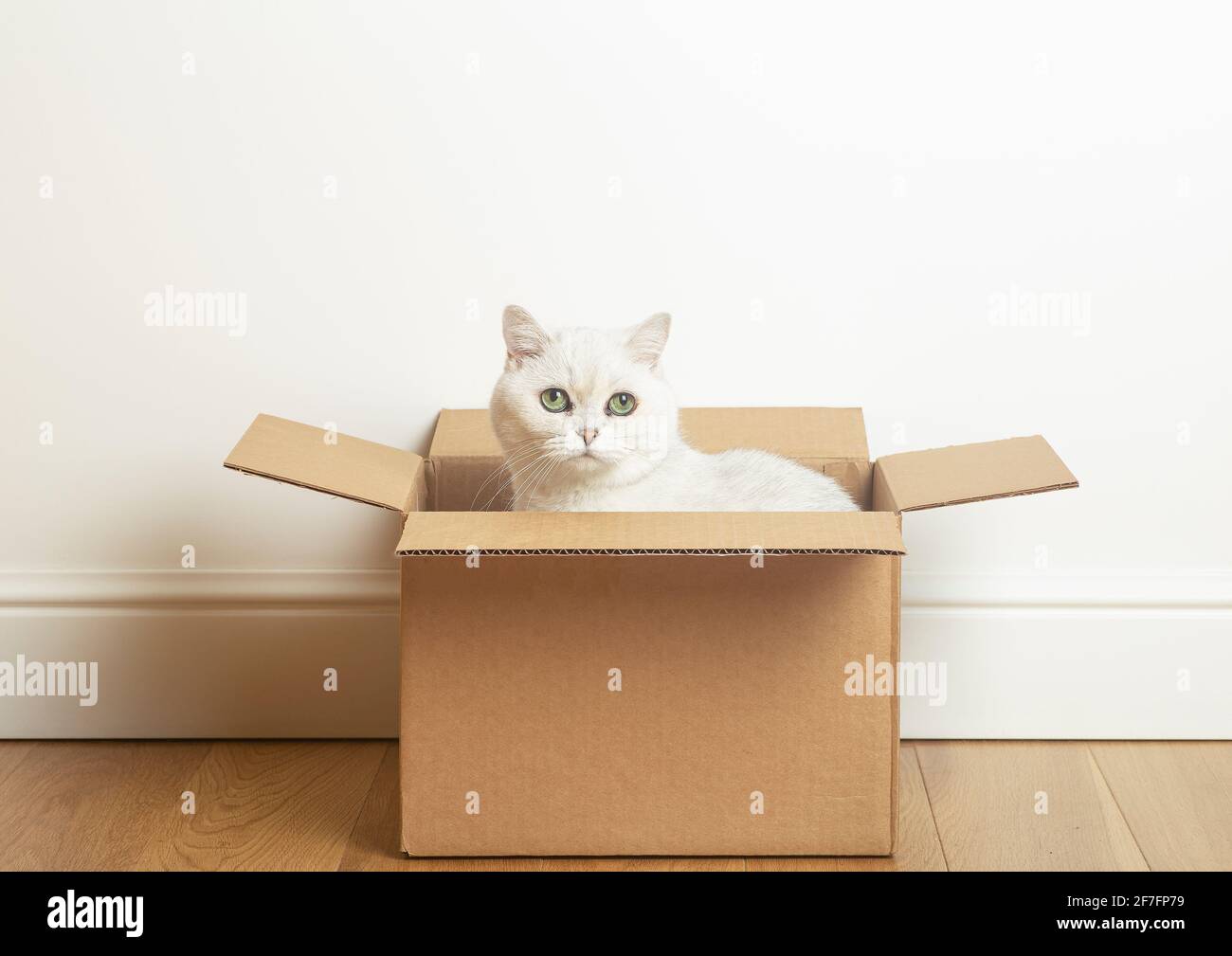 Funny empty box hi-res stock photography and images - Alamy