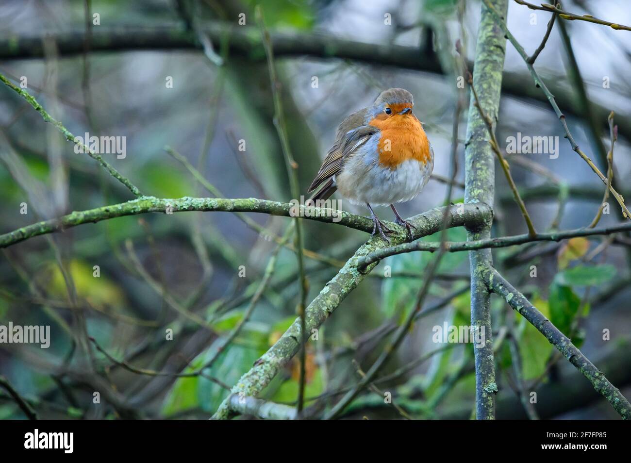 Robin flock hi-res stock photography and images - Alamy