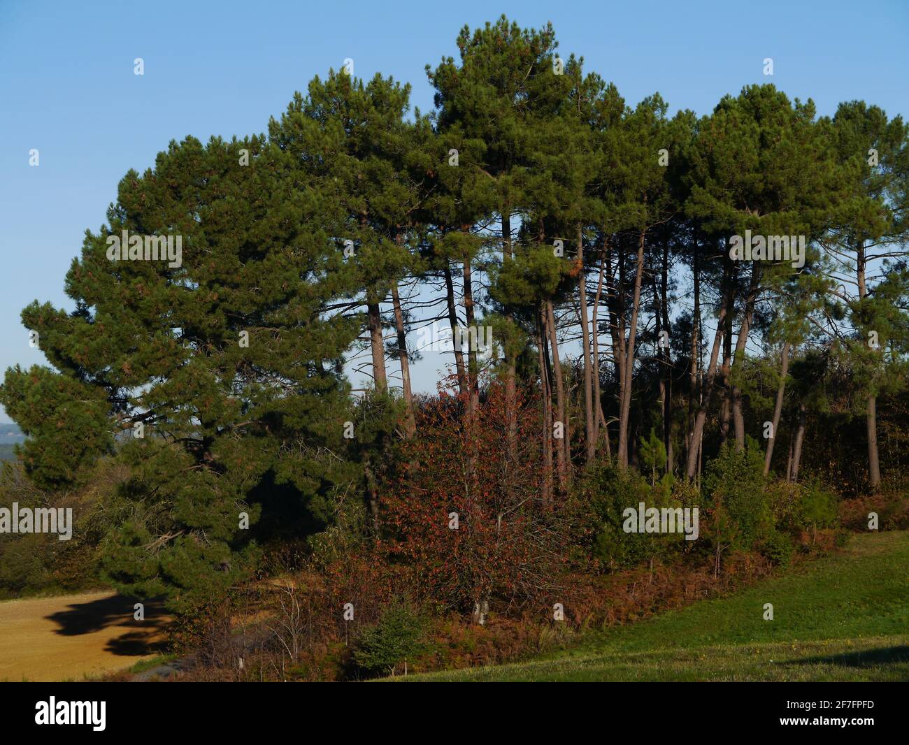 Trees in the countryside in Dordogne, France Stock Photo - Alamy