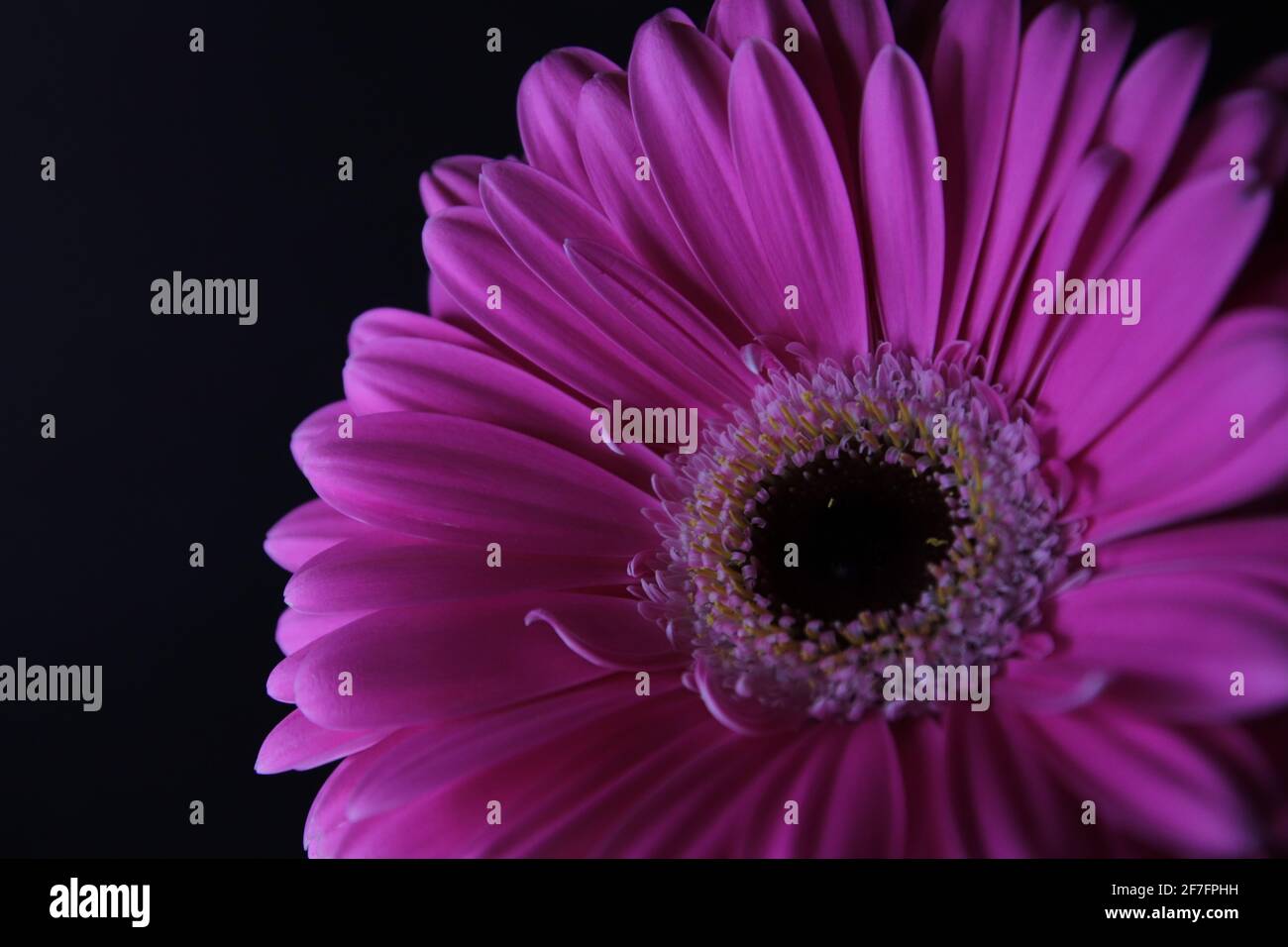 Gerbera on black background hi-res stock photography and images - Alamy