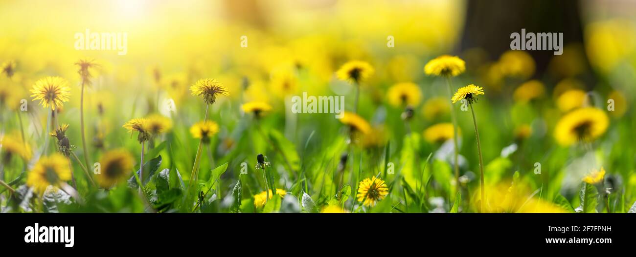 Beautiful yellow dandelions on the spring park Stock Photo - Alamy