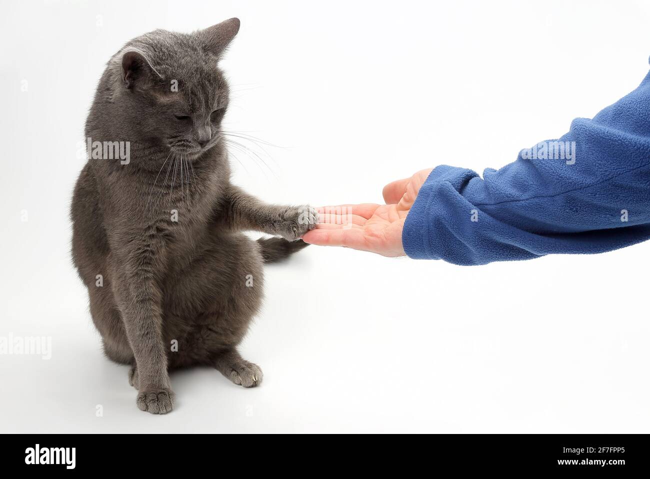 gray cat grabbed his hand paws on white background Stock Photo - Alamy