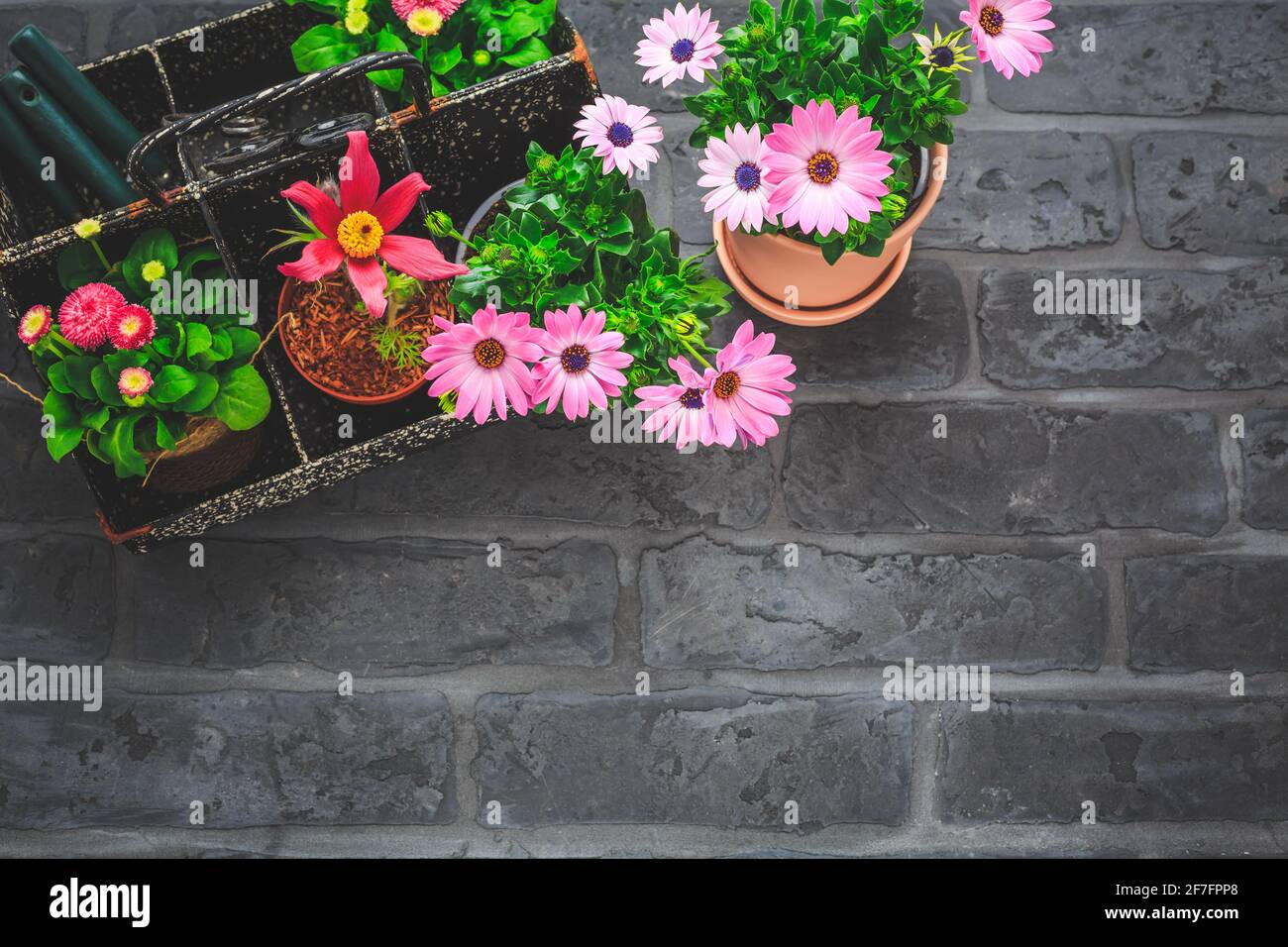 Tool box withpotted spring flowers, gardening tools on black stone ...