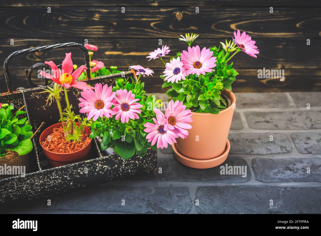 Tool box withpotted spring flowers, gardening tools on black stone ...