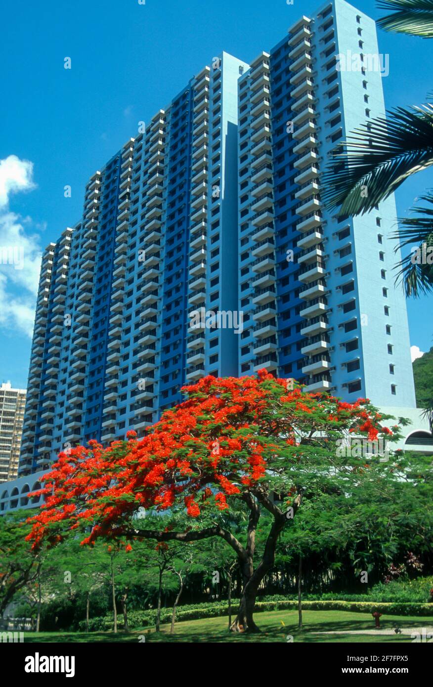 Brachychiton acerifolius, bright red flame tree, Repulse Bay, Hong Kong ... Brachychiton acerifolius, bright red flame tree, Repulse Bay, Hong Kong ...