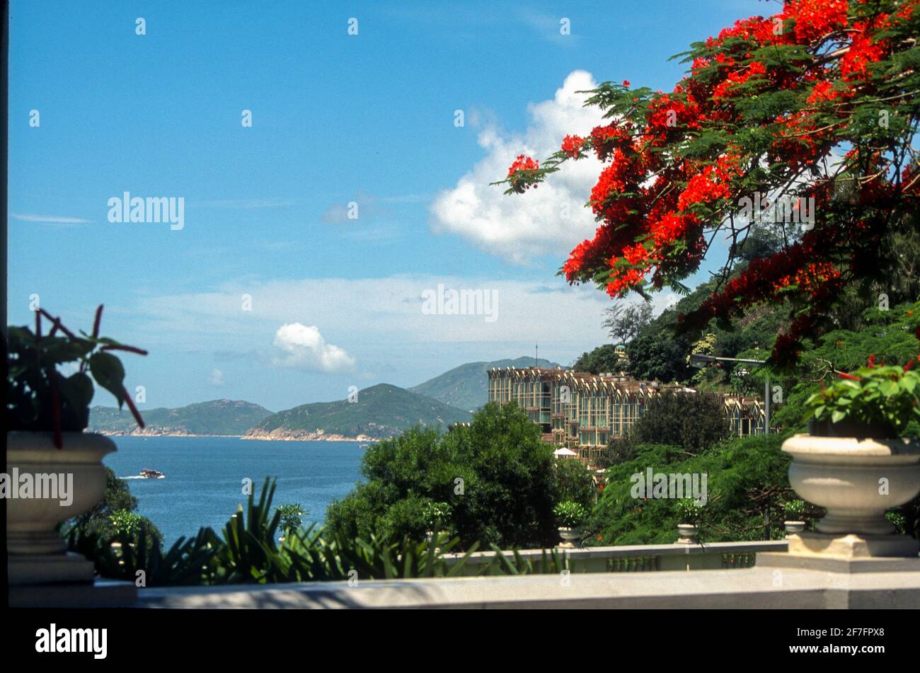 Brachychiton acerifolius, bright red flame tree, Repulse Bay, Hong Kong ... Brachychiton acerifolius, bright red flame tree, Repulse Bay, Hong Kong ...