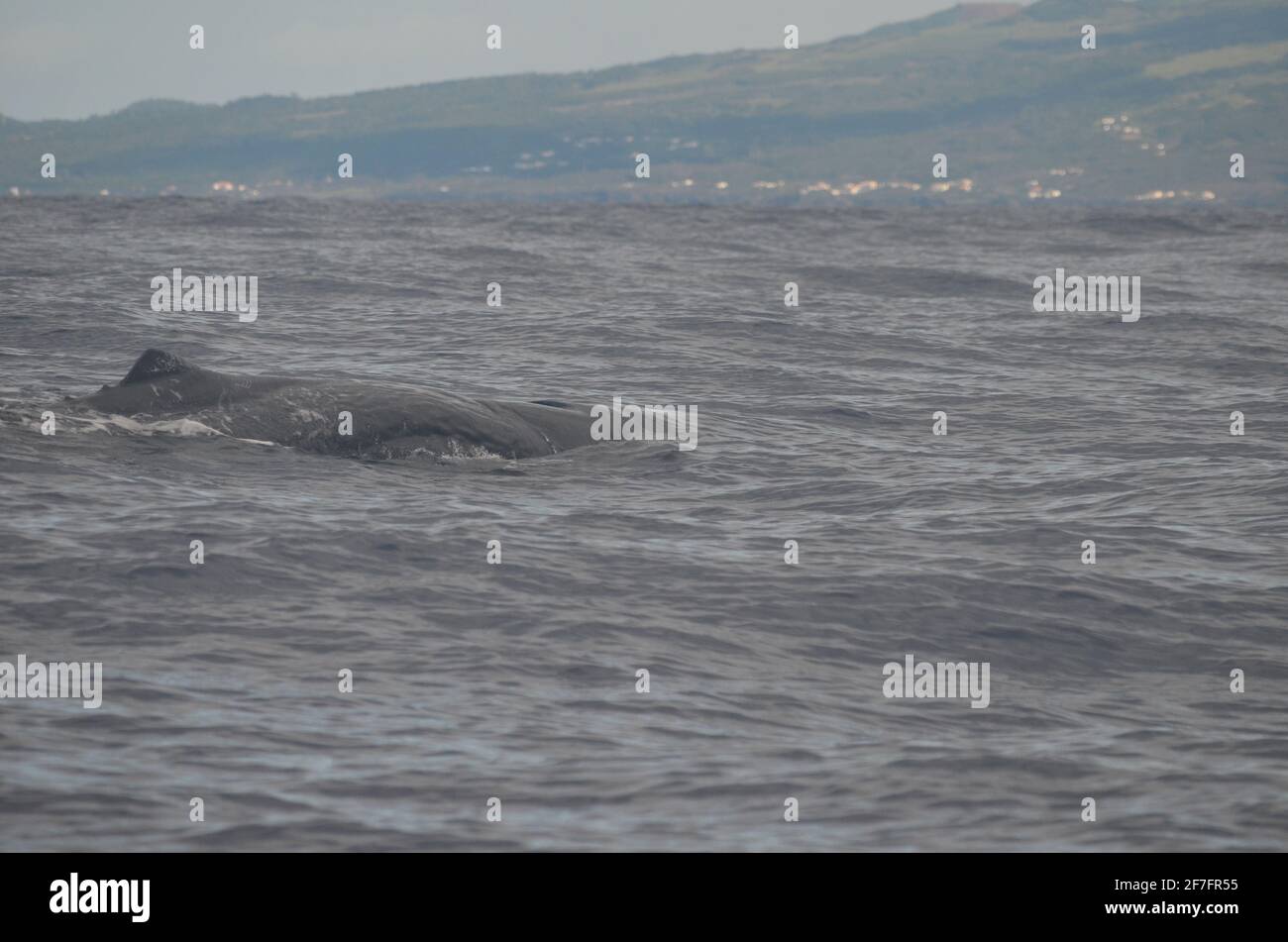 Sperm whale feeding ecology hi-res stock photography and images - Alamy
