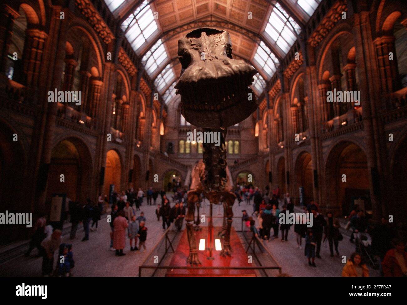 Natural History Museum interior scene Stock Photo - Alamy