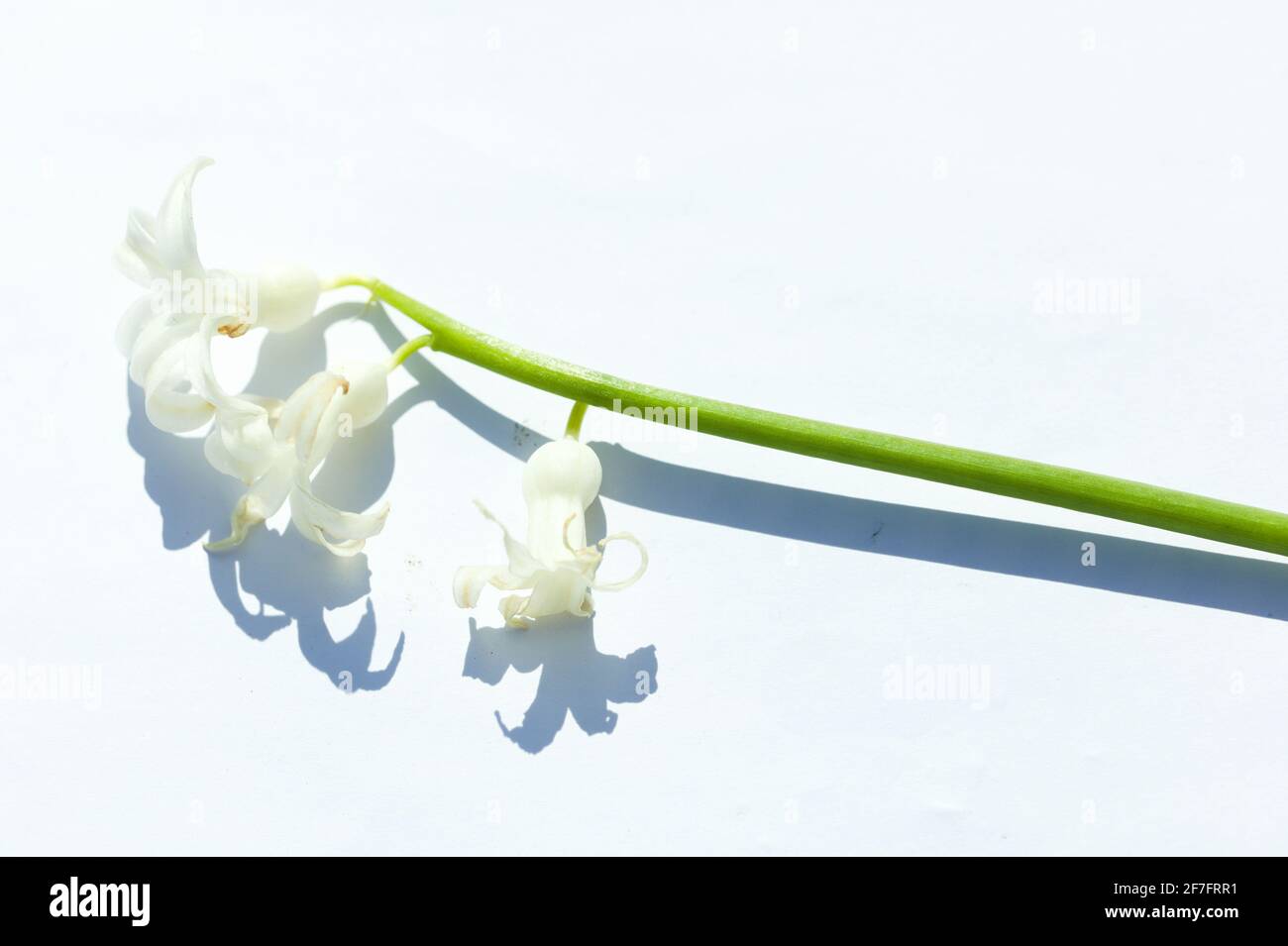 Single stem hyacinth flowers hi-res stock photography and images - Alamy