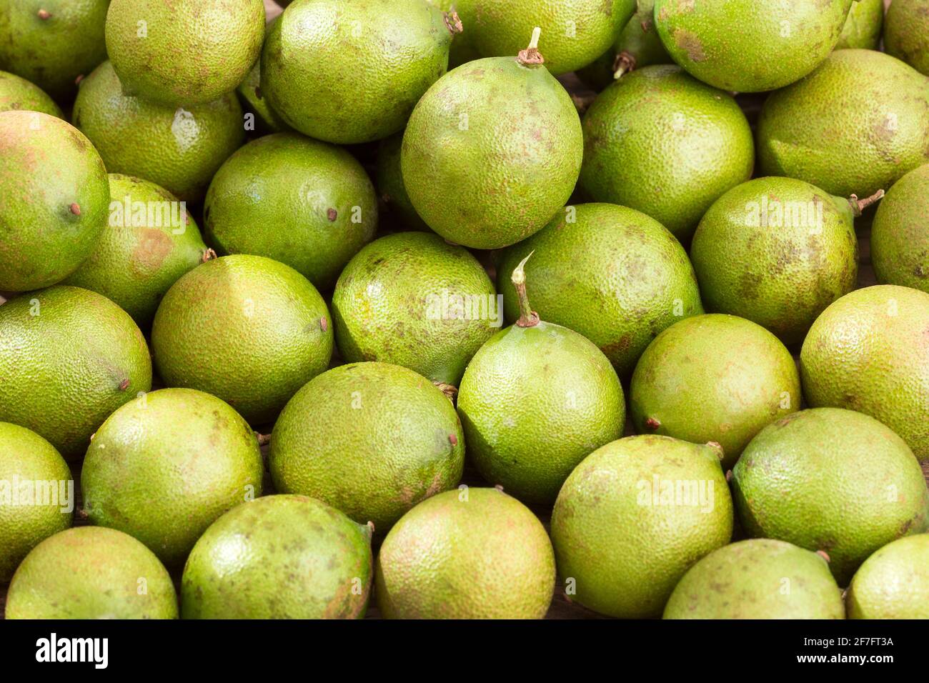 Fresh ripe peeled quenepa fruit - Melicoccus bijugatus Stock Photo - Alamy
