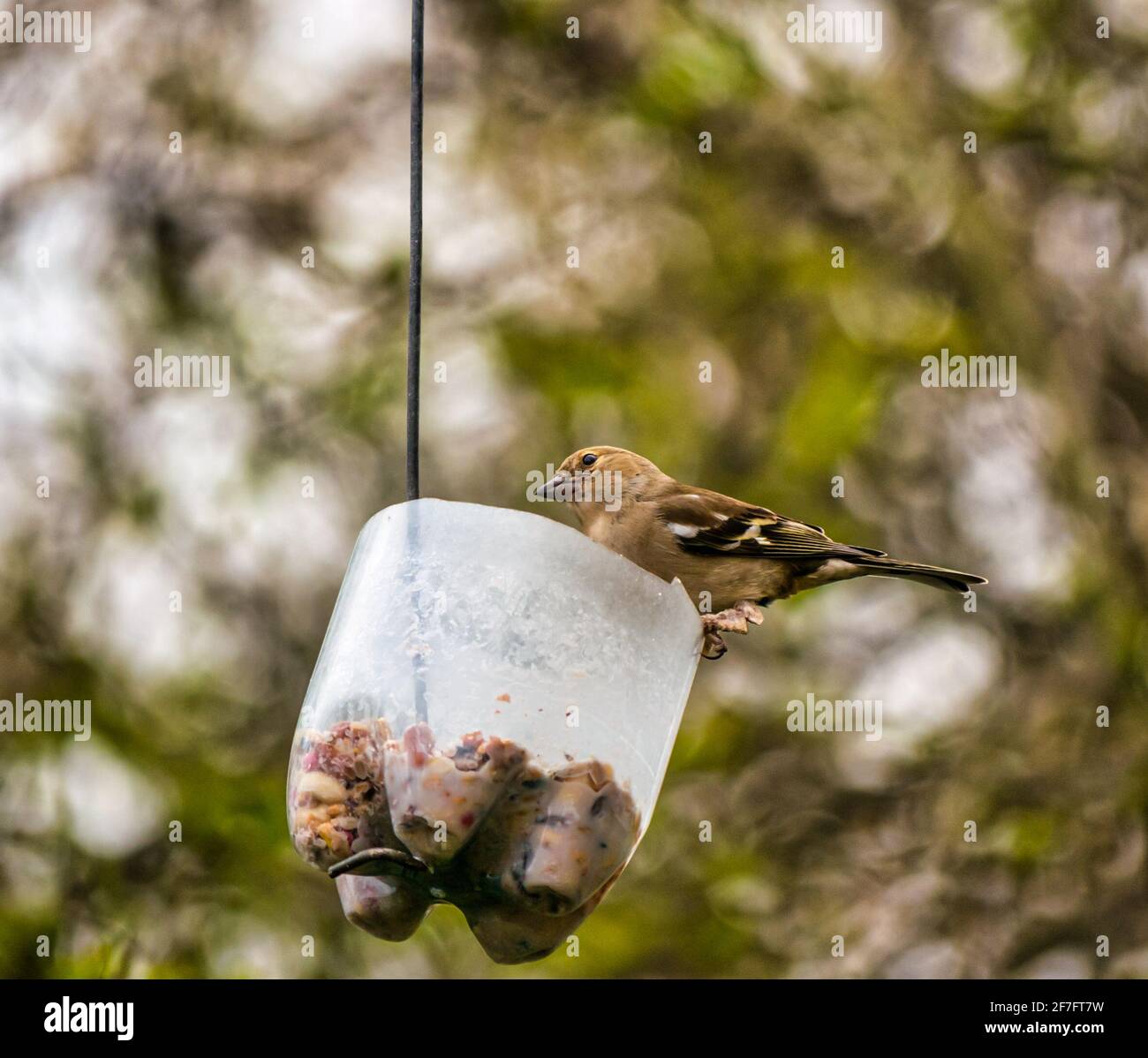 Deformed leg hi-res stock photography and images - Alamy