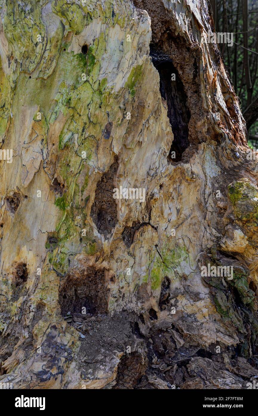 Rotten tree trunk hi-res stock photography and images - Alamy