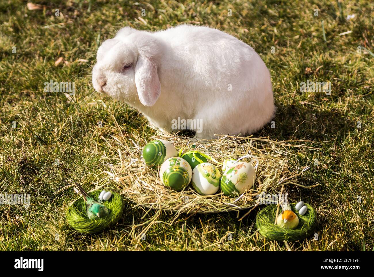 Easter bunny in the Garden Stock Photo - Alamy