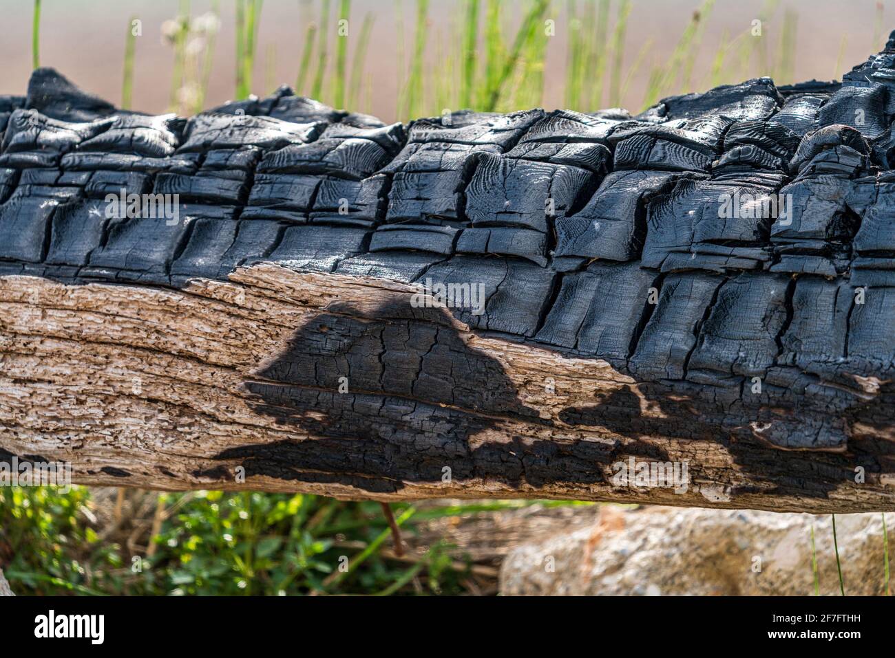 Burnt tree trunk detailed view against blurred background Stock Photo ...