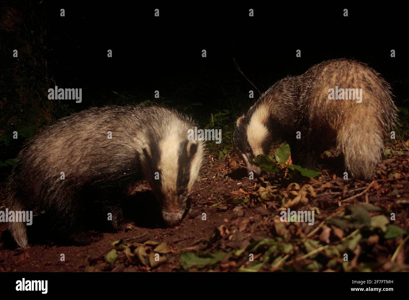 Badger in woodland Stock Photo - Alamy