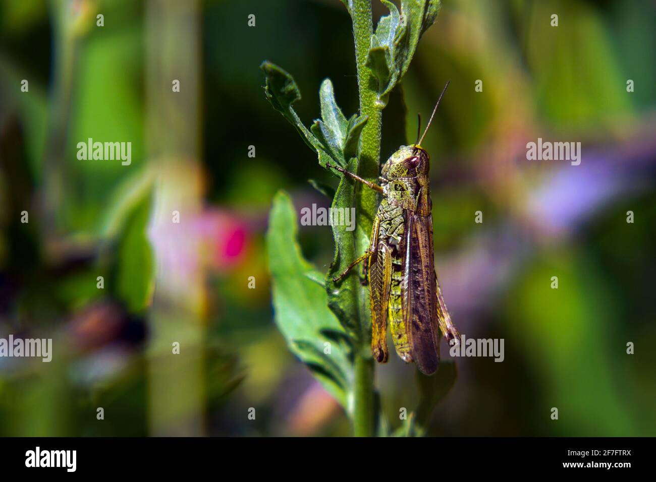 Agricultural pest Grasshopper or locust sitting on the grass Stock ...