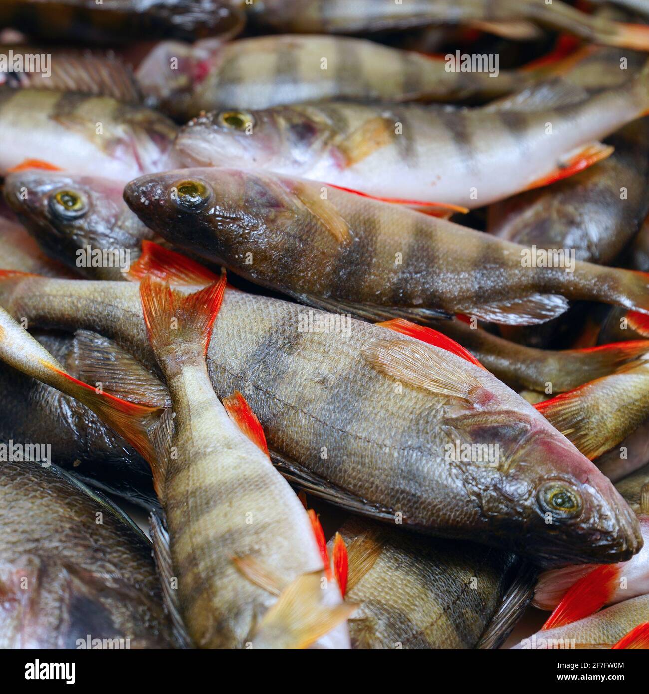 River perches carcasses prepared for processing and cooking Stock Photo ...
