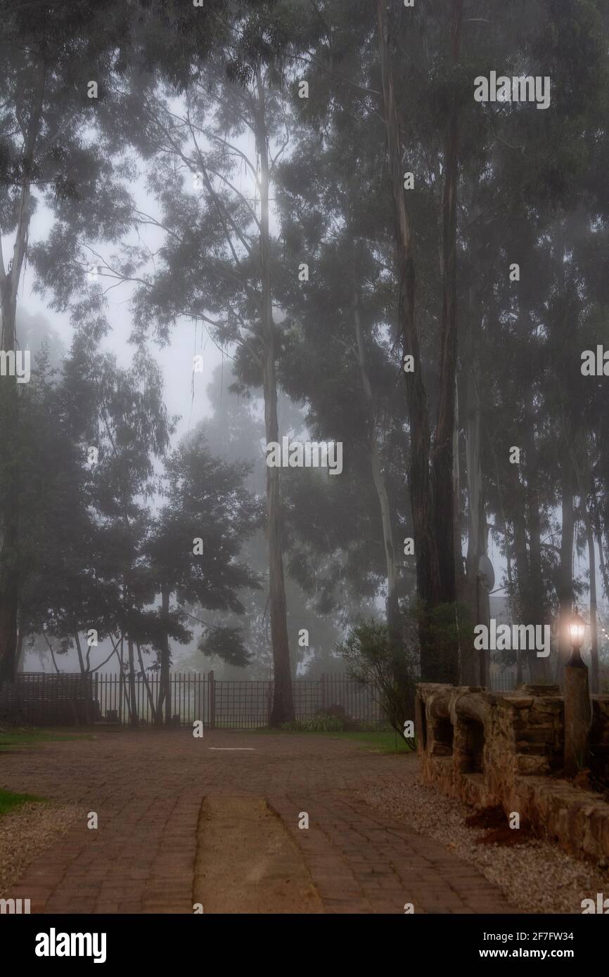 Misty Drive Way Stock Photo - Alamy