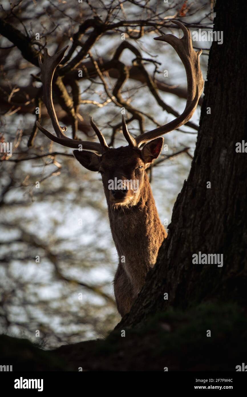 Curious deer by Powis Castle Stock Photo - Alamy