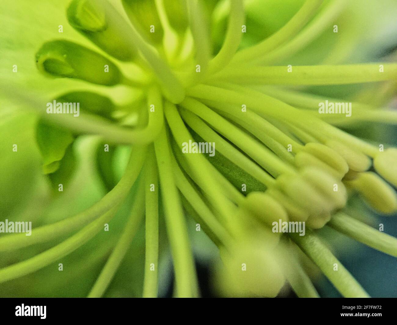 Green monster car hi-res stock photography and images - Alamy