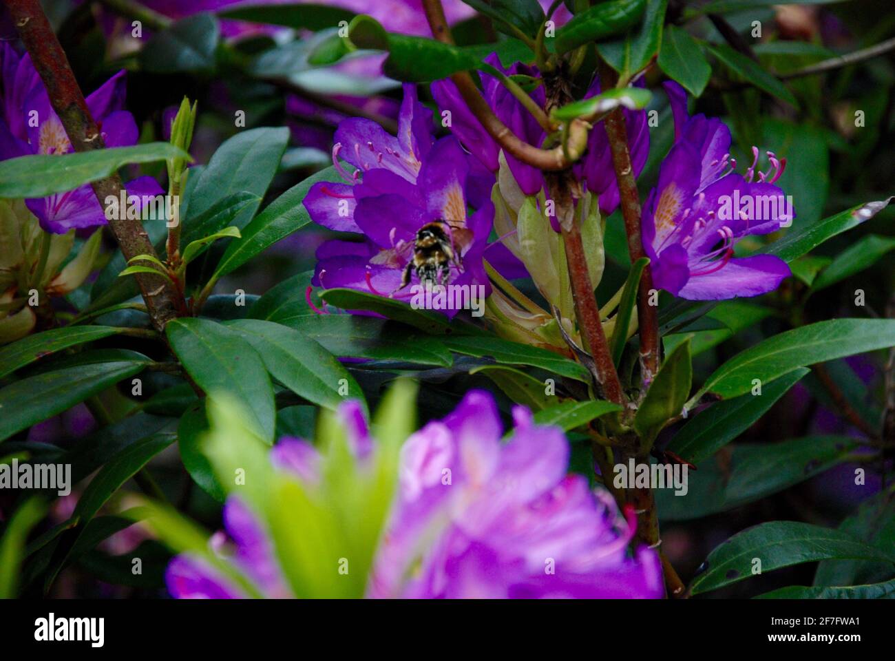 Hello bee hi-res stock photography and images - Alamy