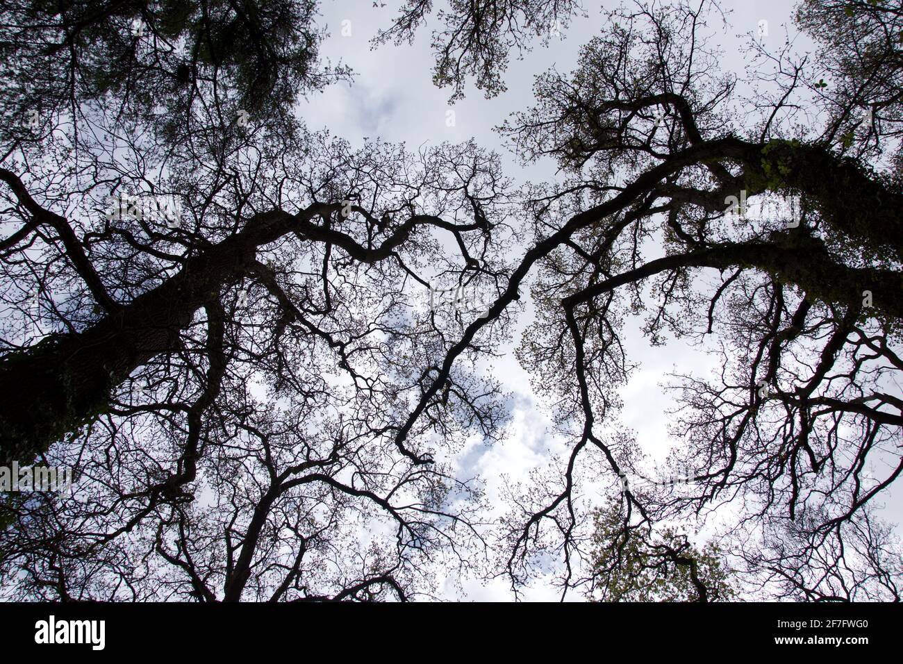 Towering trees hi-res stock photography and images - Alamy