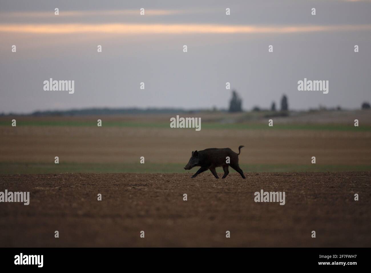 Wild Boar Sus scrofa running across open field in early morning Stock ...
