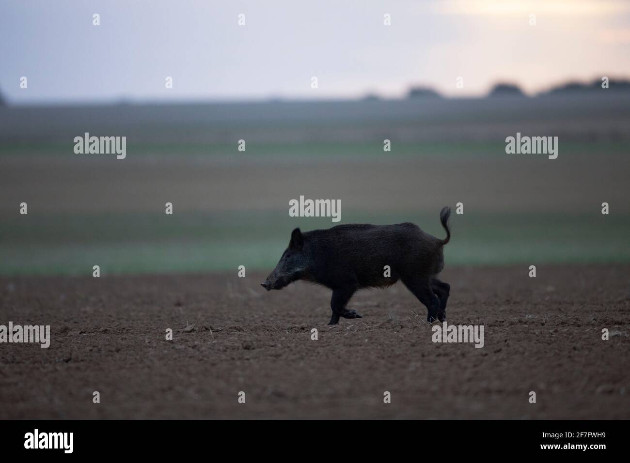 Wild Boar Sus scrofa running across open field in early morning Stock ...