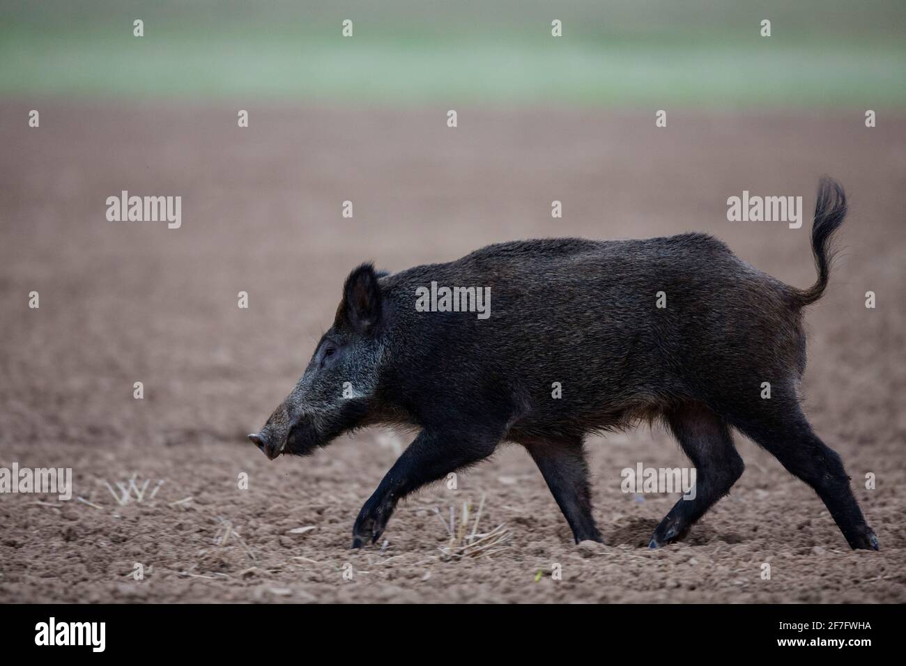 Razorback boar hi-res stock photography and images - Alamy