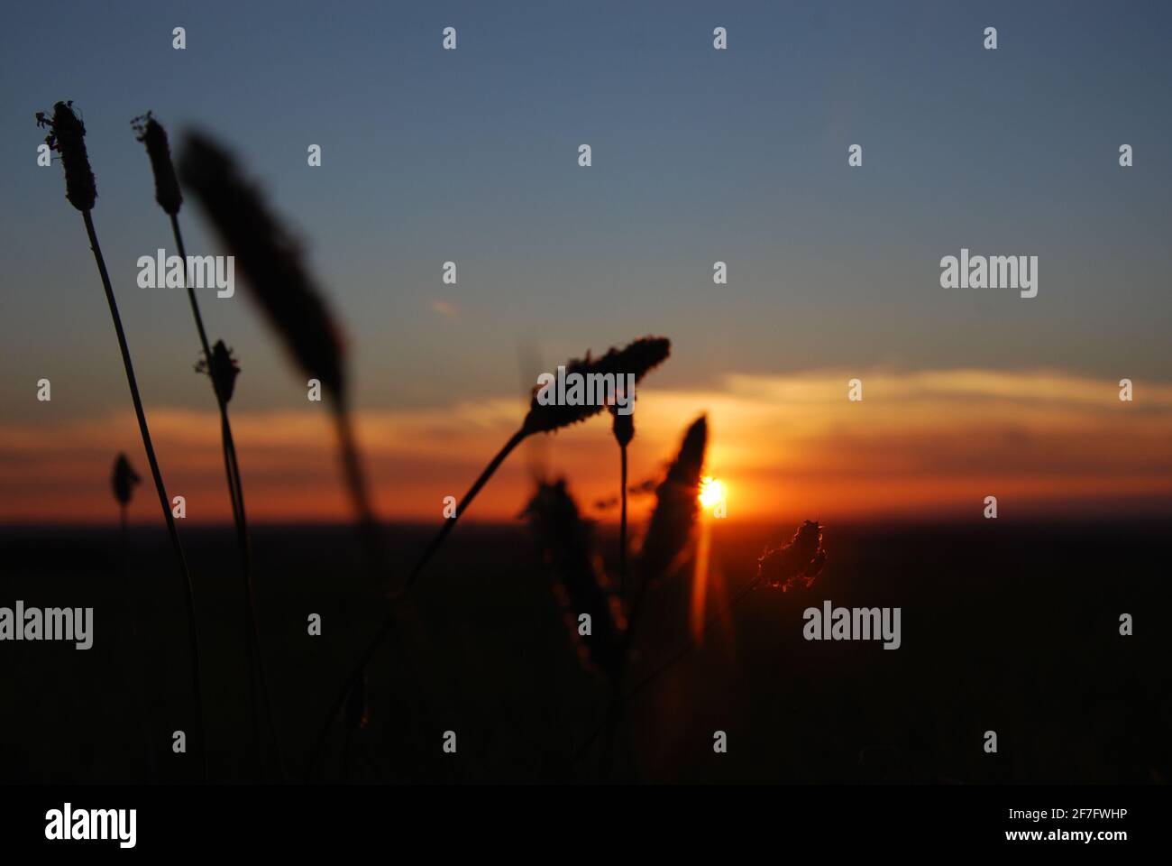 Alive at Sunset Stock Photo - Alamy