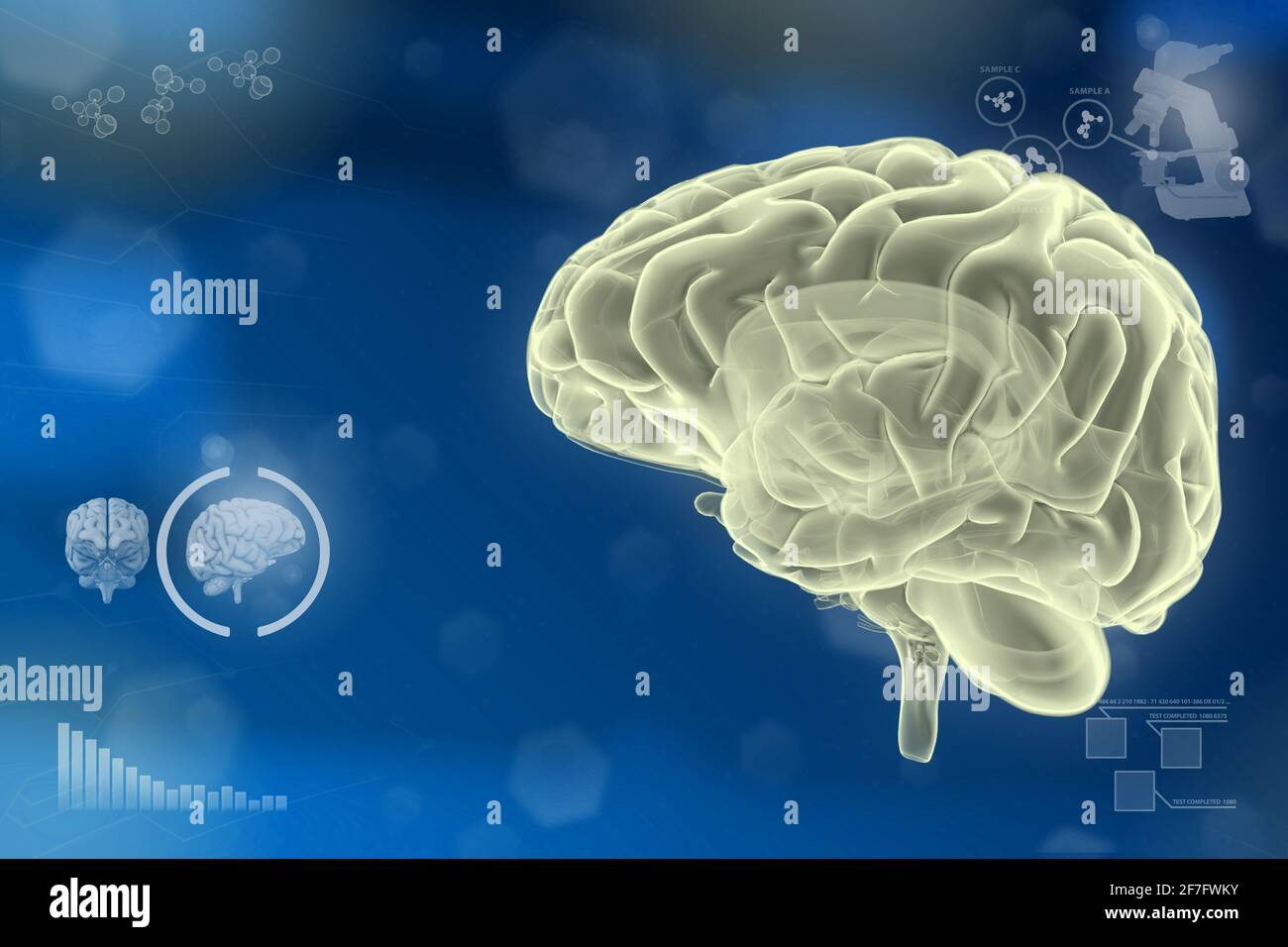 Human brain, anatomy research concept - very detailed hi-tech texture ...