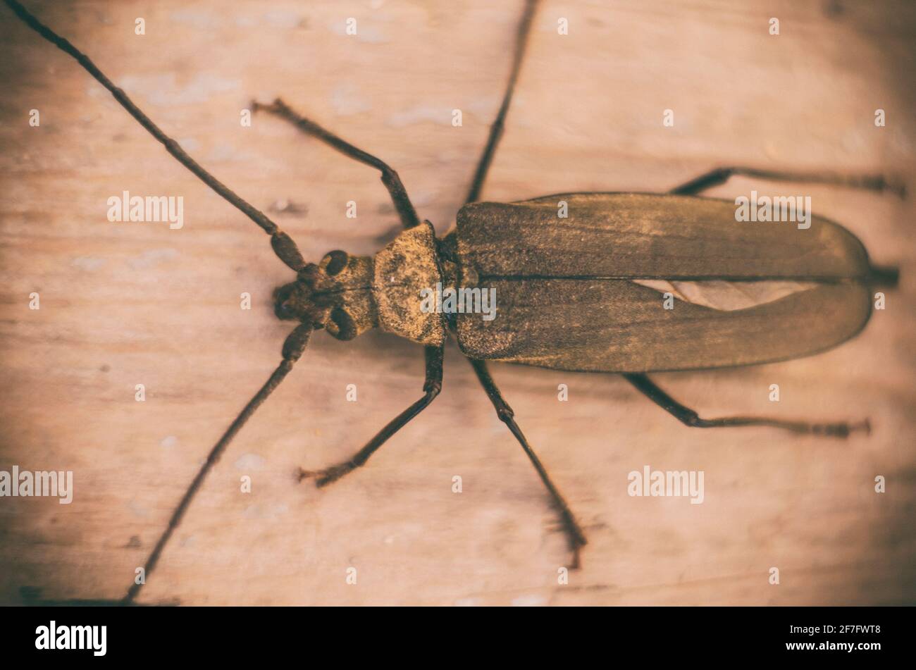 Vintage closeup of black big bug on wooden background for decoration ...