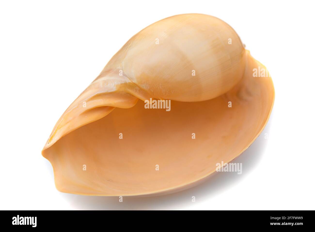 large sea shell on white background Stock Photo - Alamy
