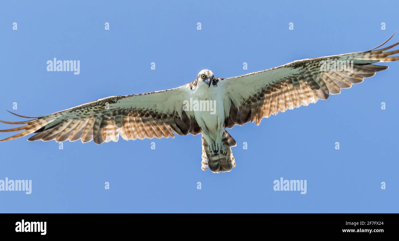 Osprey flying overhead in a clear blue sky in Southwest Florida USA ...