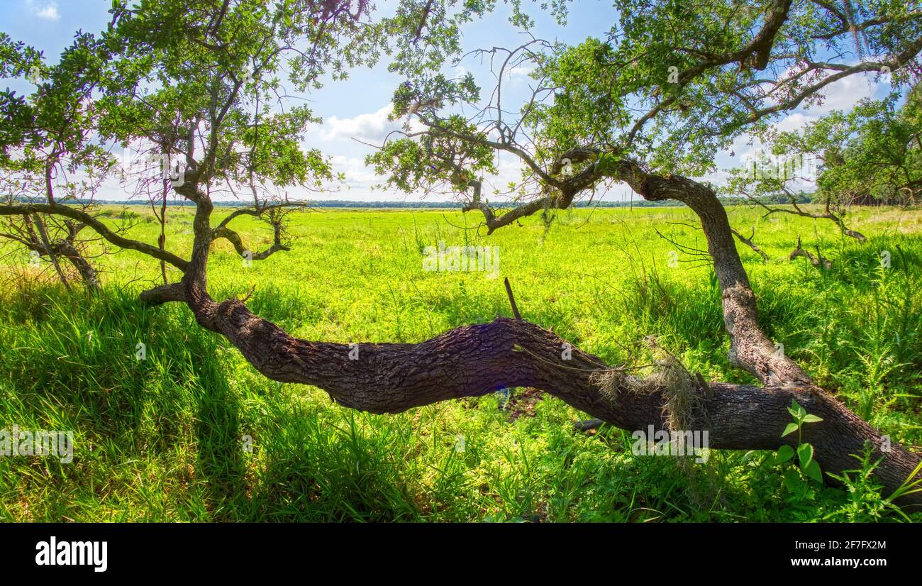 Branch of overhanging tree hi-res stock photography and images - Alamy