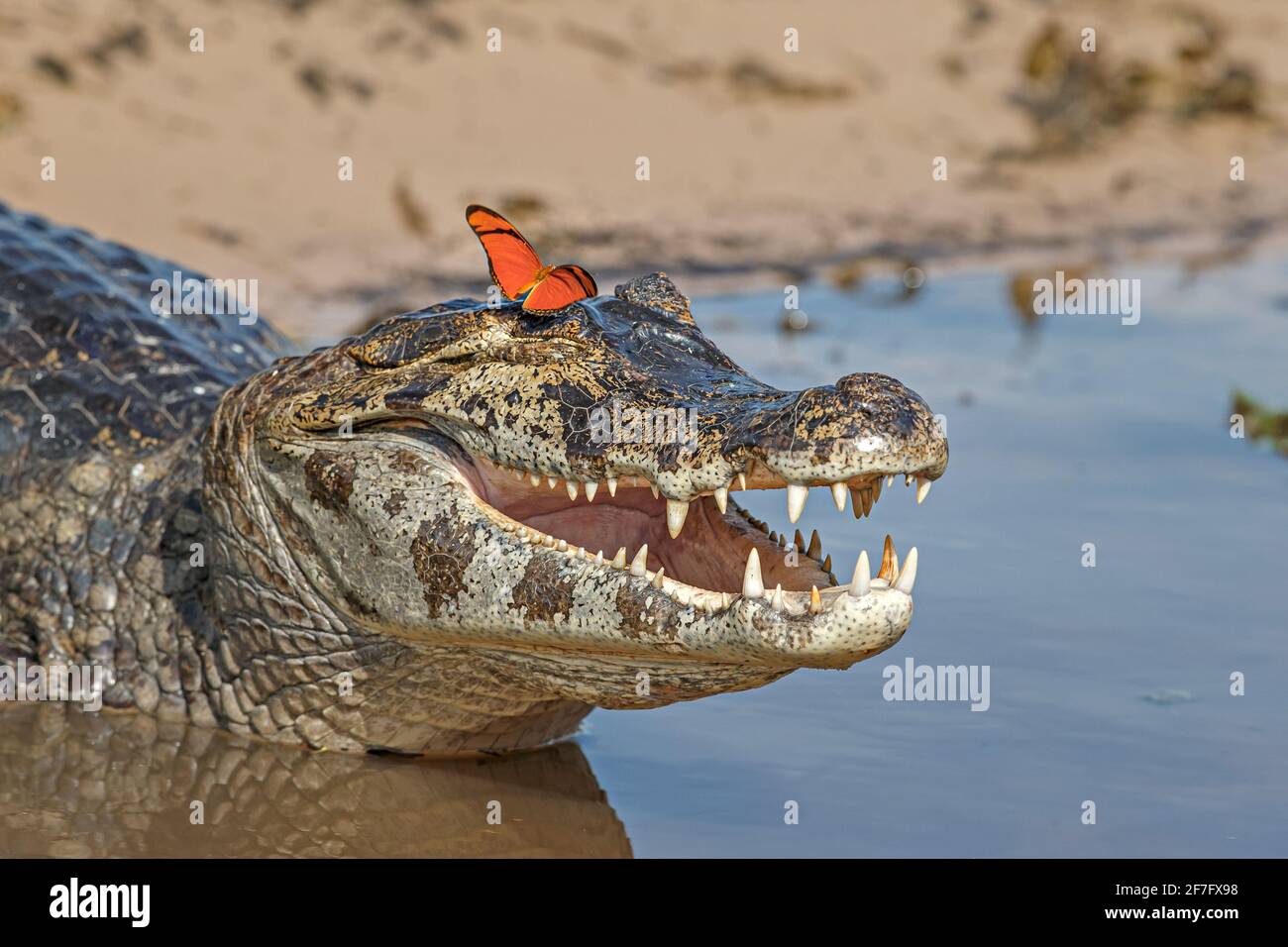 The butterfly even has the nerve to cover the crocodile's eye. CUIABA ...