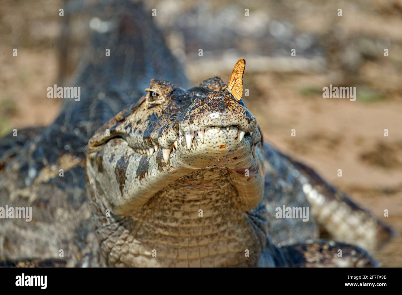 The butterfly is perfectly content to sit aboard this fearsome predator ...