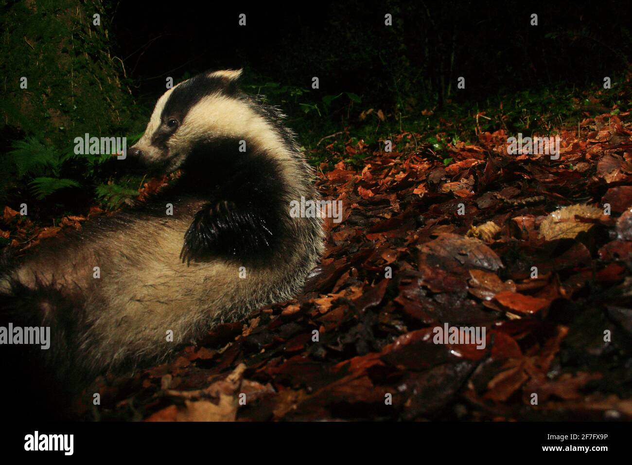 Badger in woodland Stock Photo - Alamy