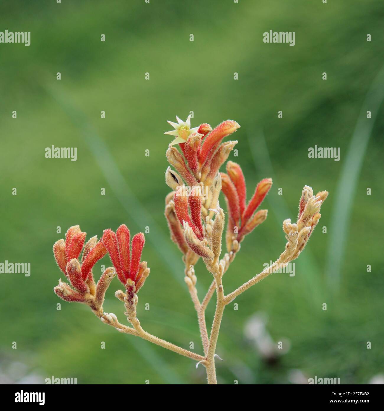Kangaroo paw flowers hi-res stock photography and images - Alamy
