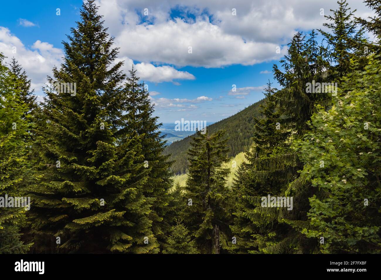 Beautiful panorama of high trees in high parts of the Giant Mountains ...