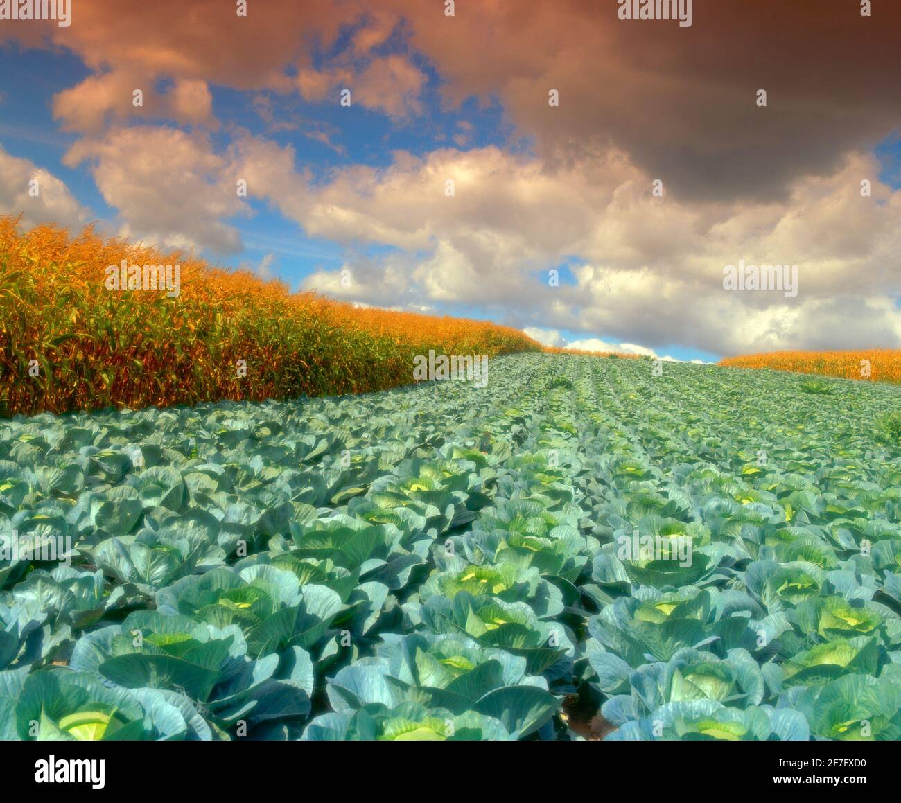 Cabbage and corn fields Stock Photo - Alamy