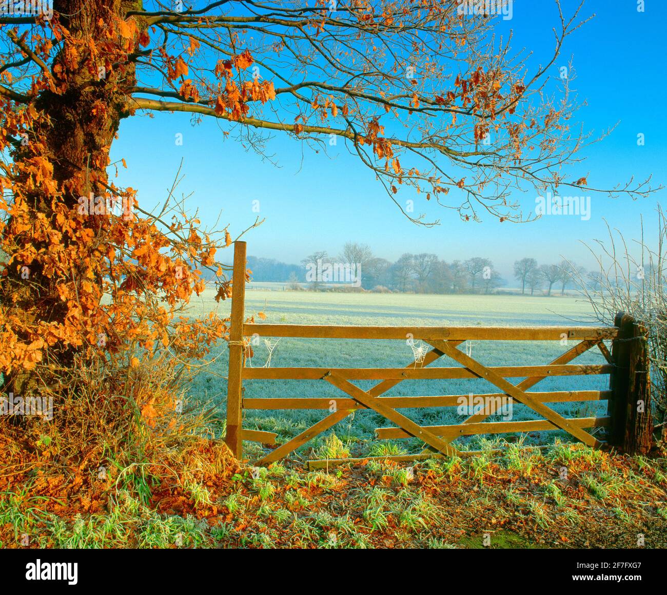UK, oak tree and field gate on frosty morning Stock Photo - Alamy