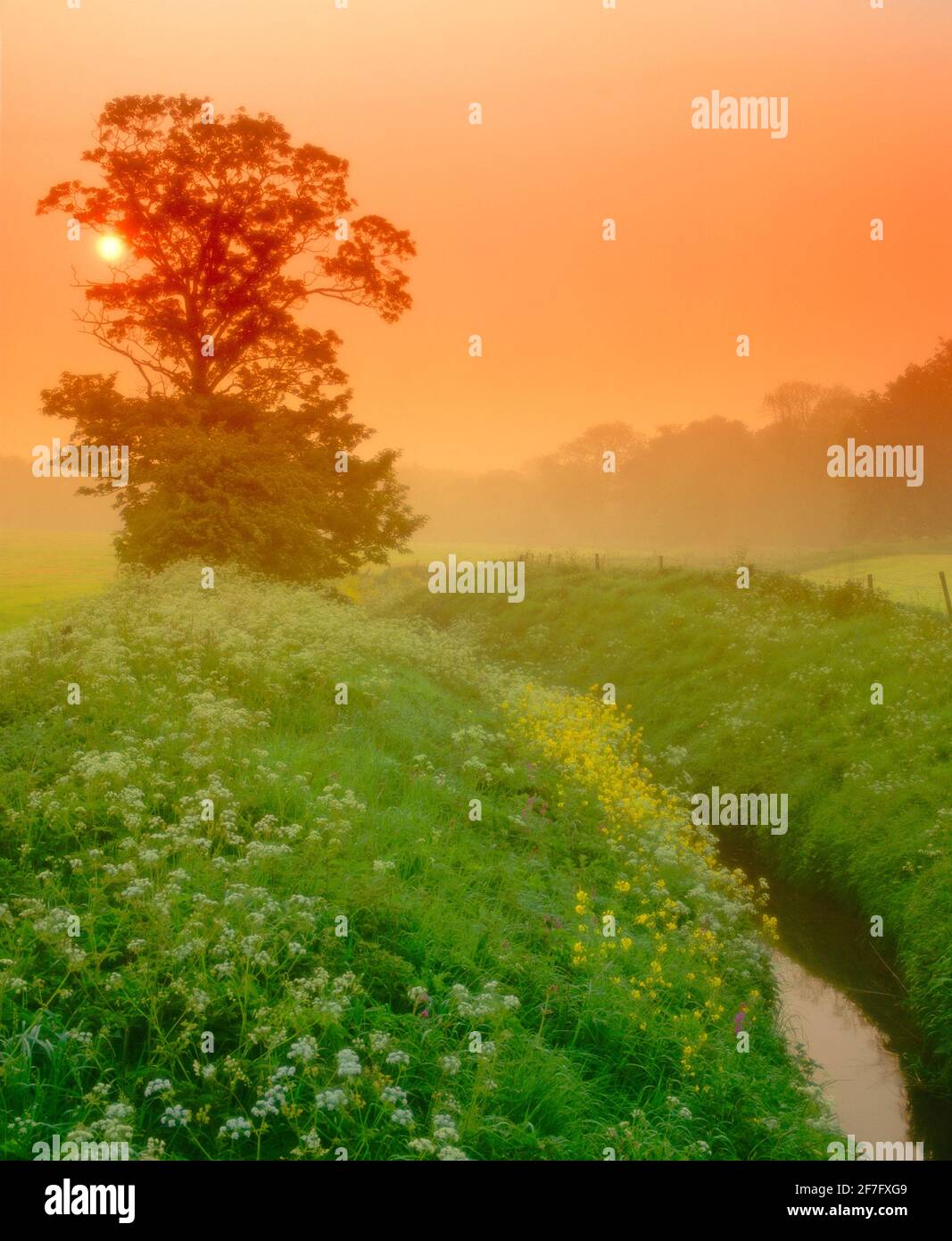 UK, oak tree and hawthorn in spring agricultural landscape, misty dawn ...