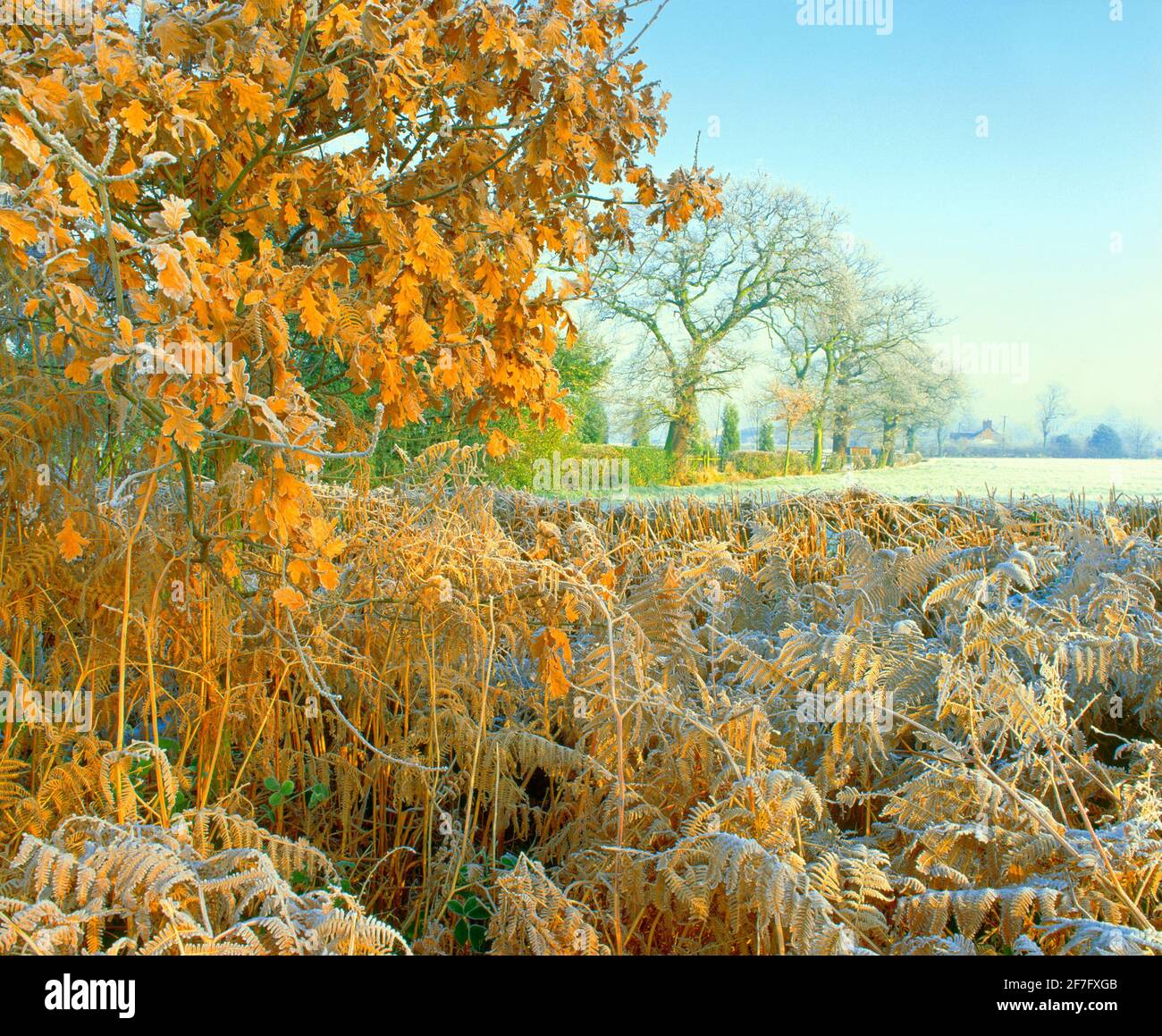 Bramble leaves covered in frost hi-res stock photography and images - Alamy