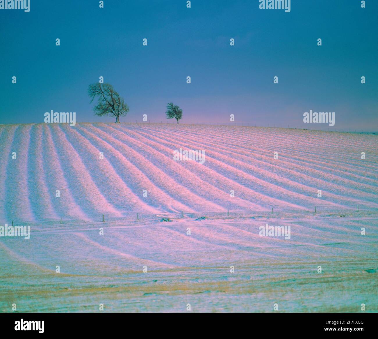 Wind swept trees hi-res stock photography and images - Alamy